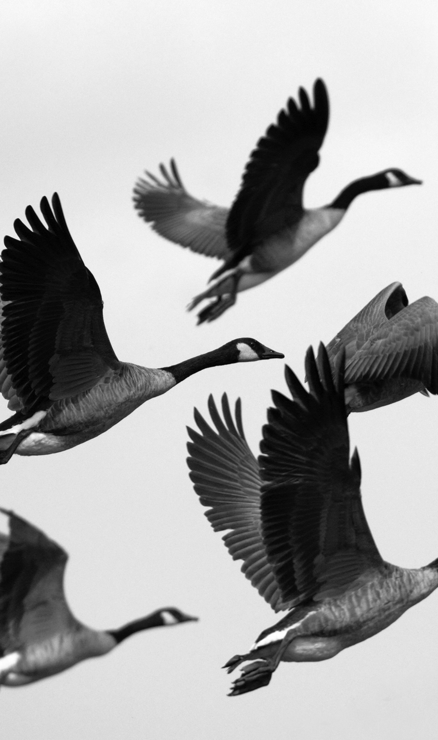 Migrations | Literary Review of Canada